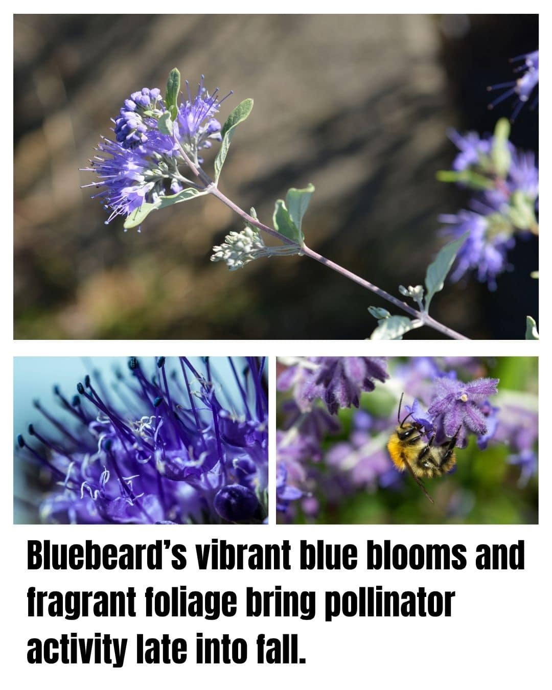 25 Flowers to Plant Today for a Burst of Fall Color – GFL Outdoors