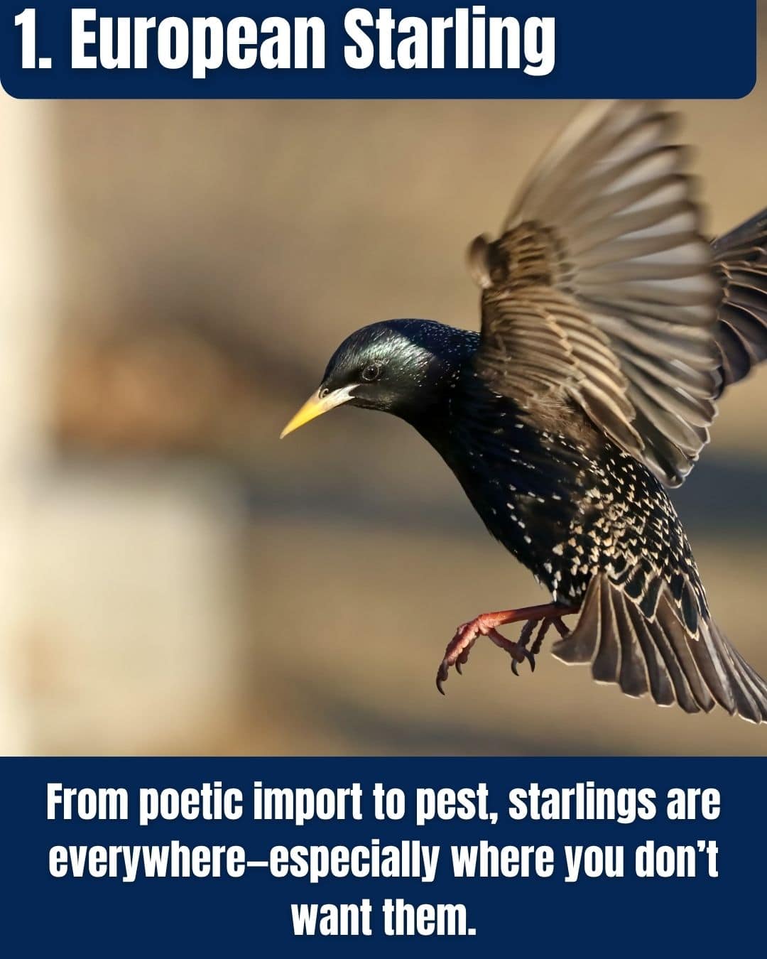 Florida’s Most Wanted: The Invaders Taking Over the Sunshine State ...