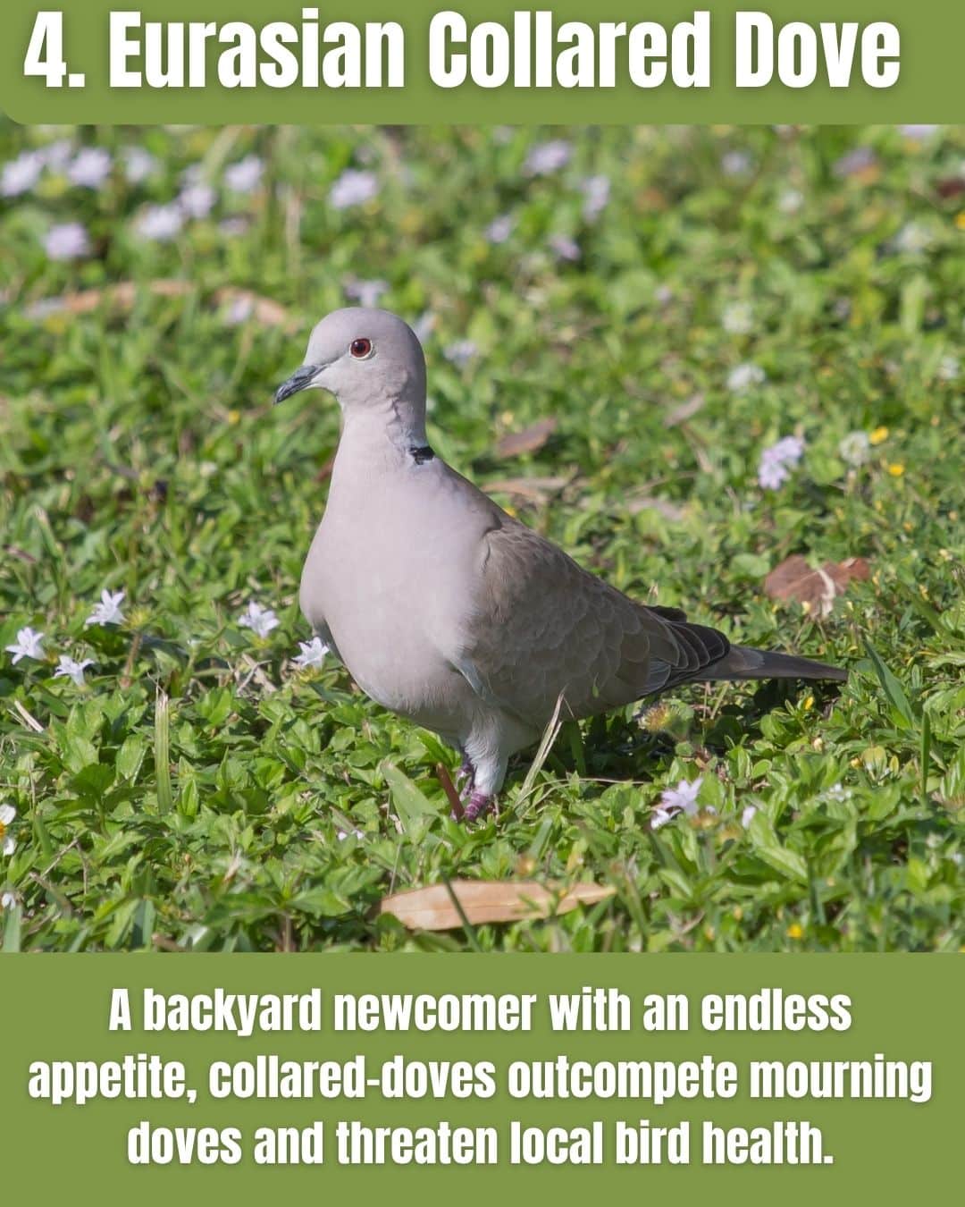 Florida’s Most Wanted: The Invaders Taking Over the Sunshine State ...