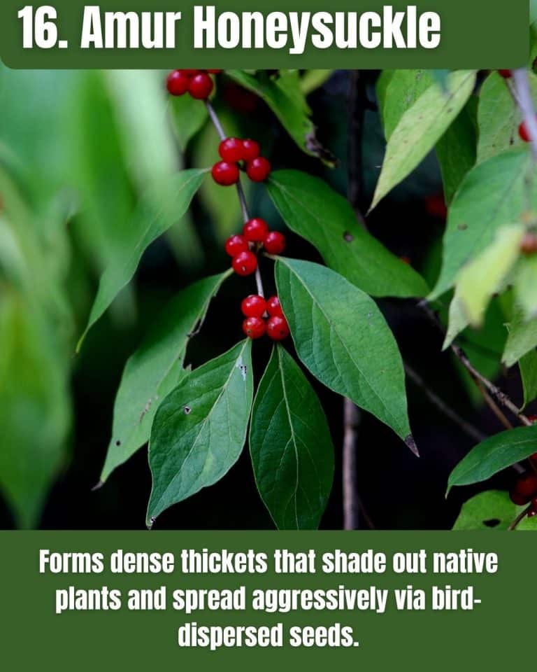 Illinois’ Top 25 Invasive Species You’ve Probably Seen (and Maybe Didn ...