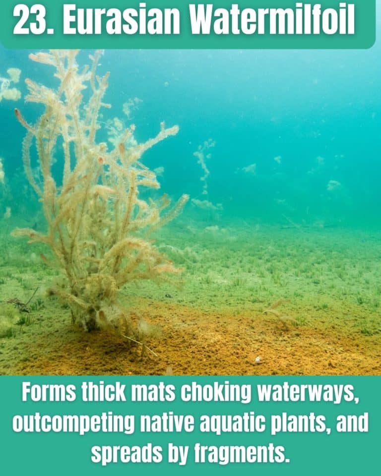 Illinois’ Top 25 Invasive Species You’ve Probably Seen (and Maybe Didn ...