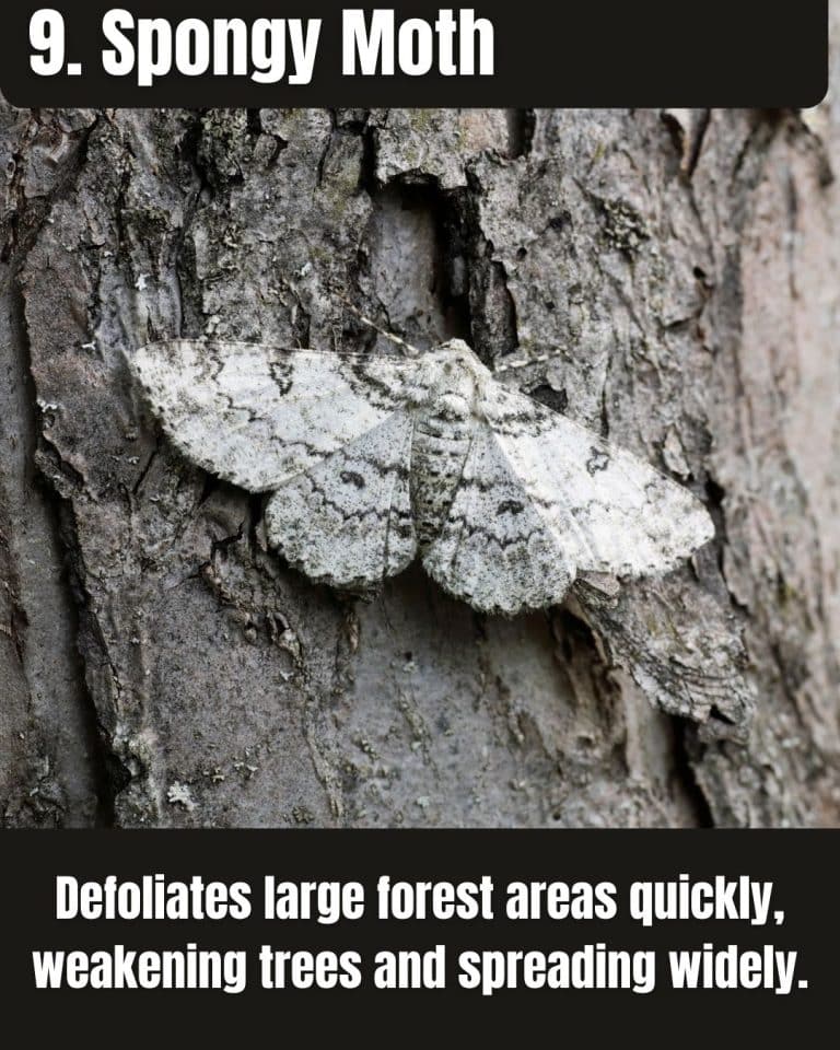 Illinois’ Top 25 Invasive Species You’ve Probably Seen (and Maybe Didn ...