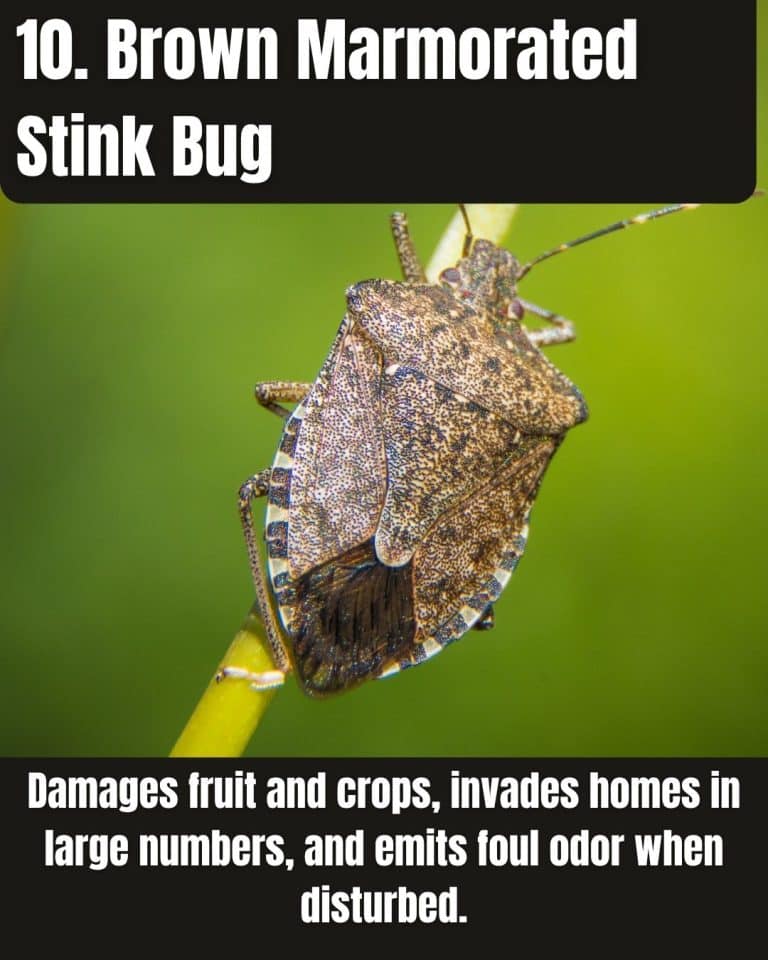 Illinois’ Top 25 Invasive Species You’ve Probably Seen (and Maybe Didn ...
