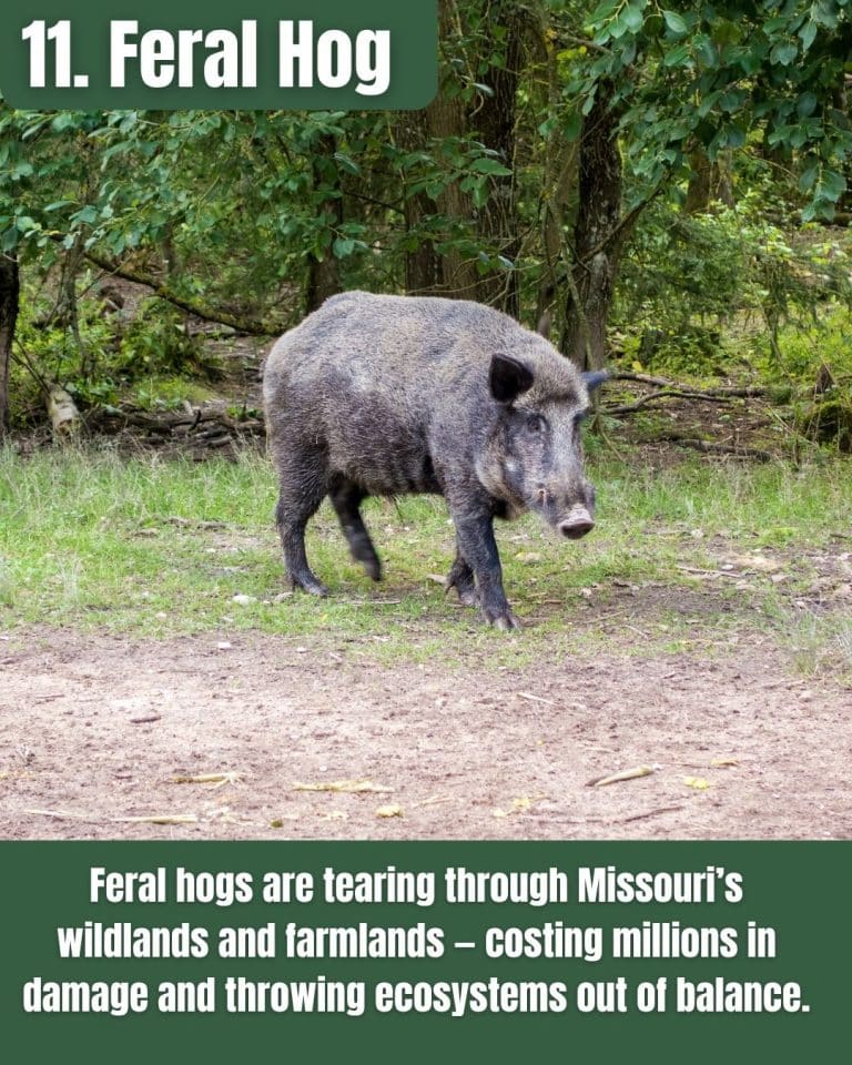 The Top 25 Most Problematic Invasive Species in Missouri – GFL Outdoors