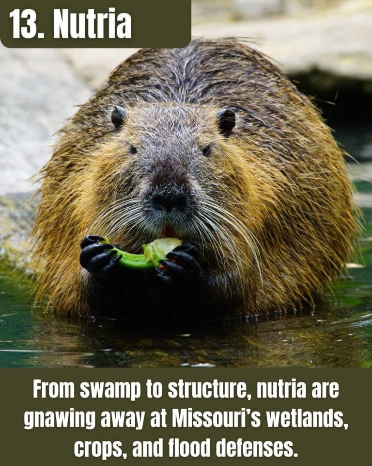 The Top 25 Most Problematic Invasive Species in Missouri – GFL Outdoors
