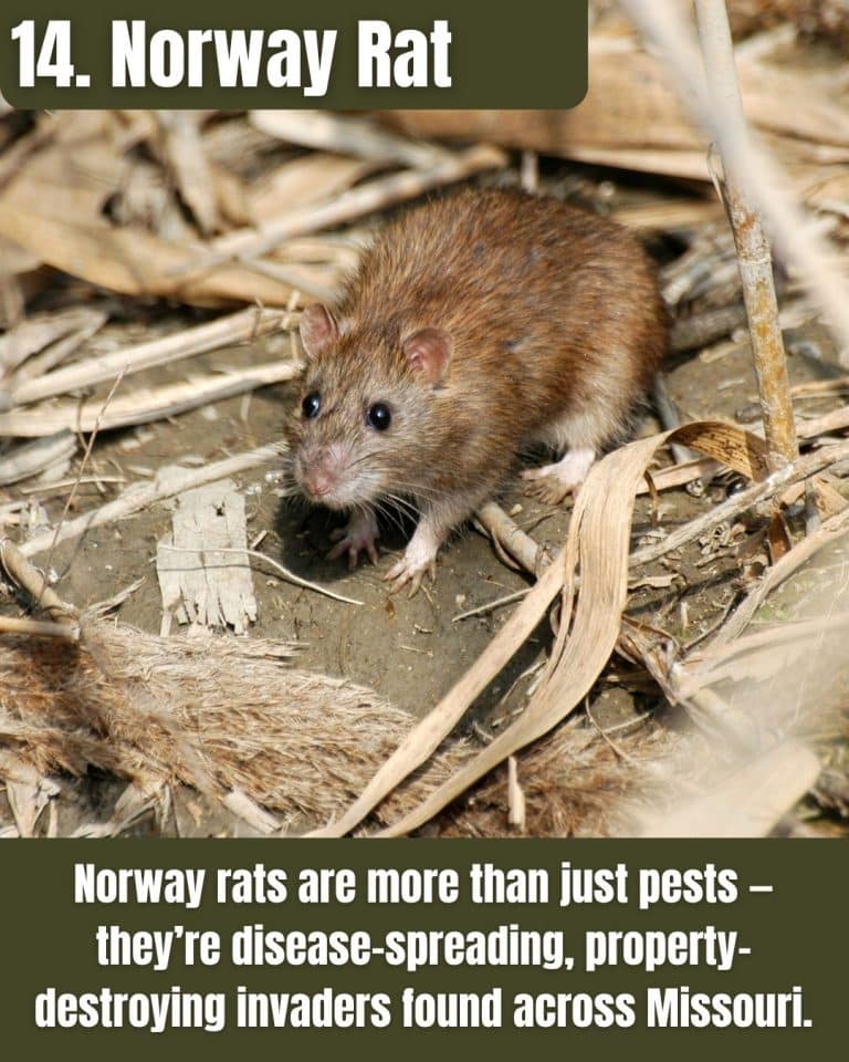 The Top 25 Most Problematic Invasive Species in Missouri – GFL Outdoors