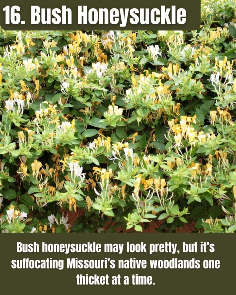 The Top 25 Most Problematic Invasive Species in Missouri – GFL Outdoors