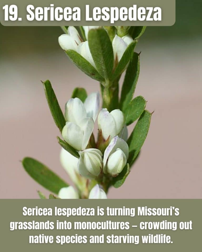 The Top 25 Most Problematic Invasive Species in Missouri – GFL Outdoors
