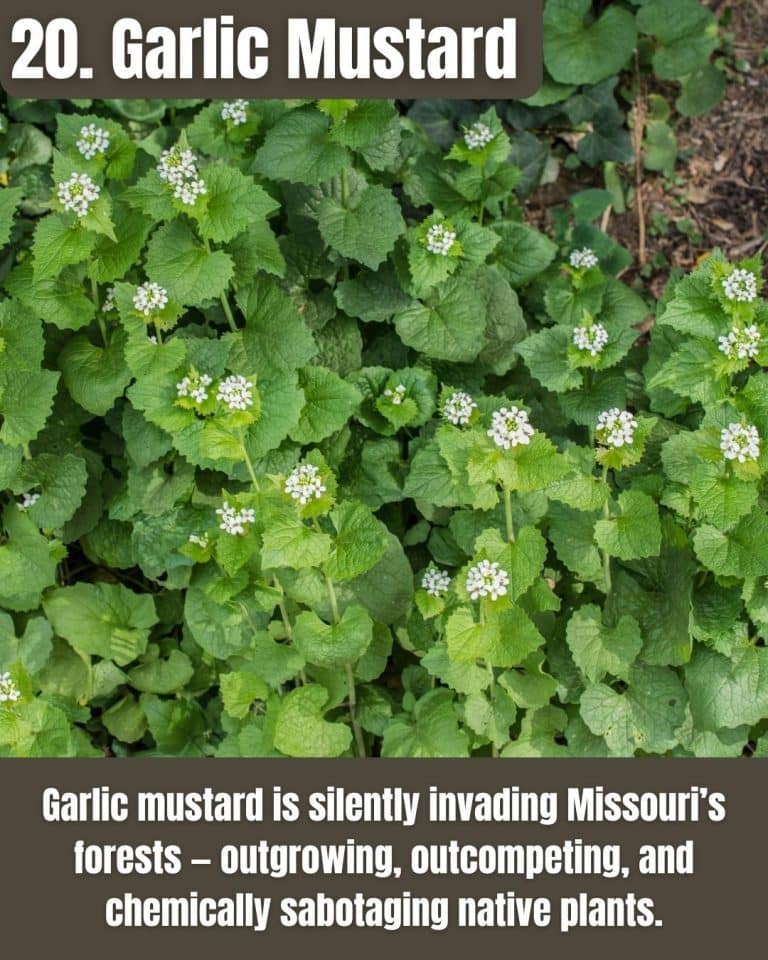 The Top 25 Most Problematic Invasive Species in Missouri – GFL Outdoors