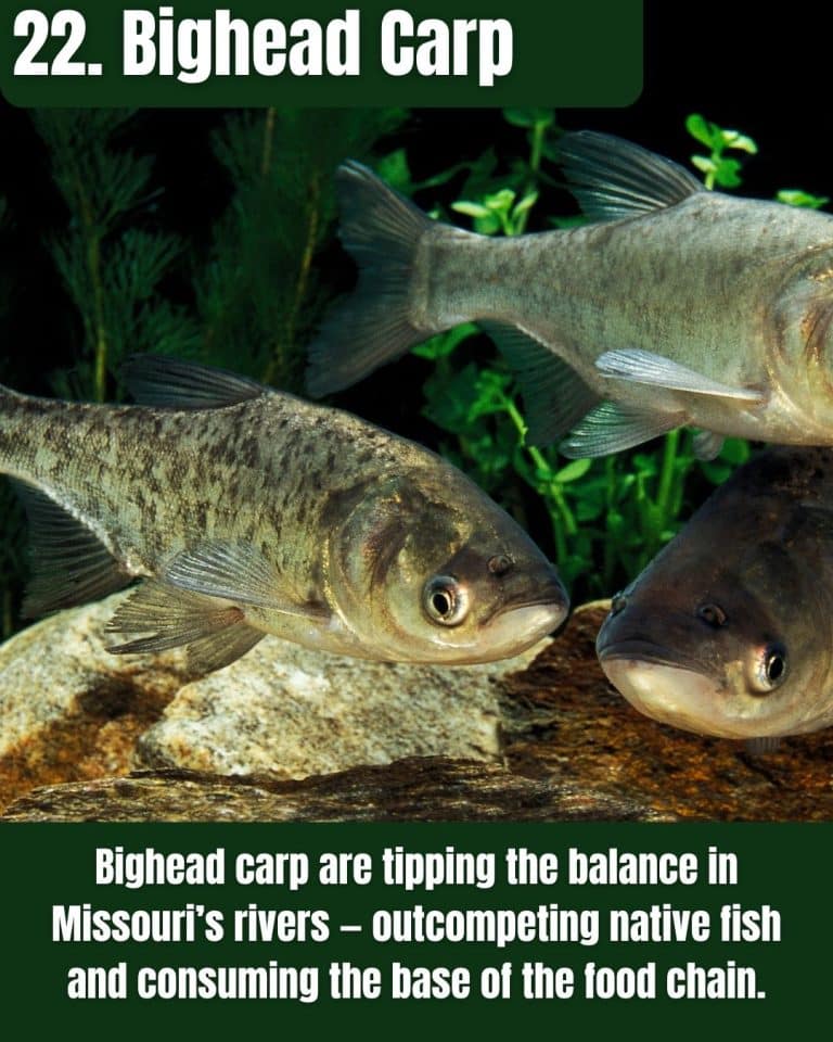 The Top 25 Most Problematic Invasive Species in Missouri – GFL Outdoors