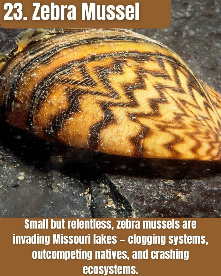 The Top 25 Most Problematic Invasive Species in Missouri – GFL Outdoors