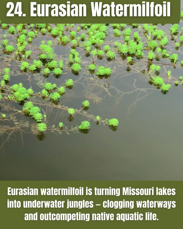The Top 25 Most Problematic Invasive Species in Missouri – GFL Outdoors