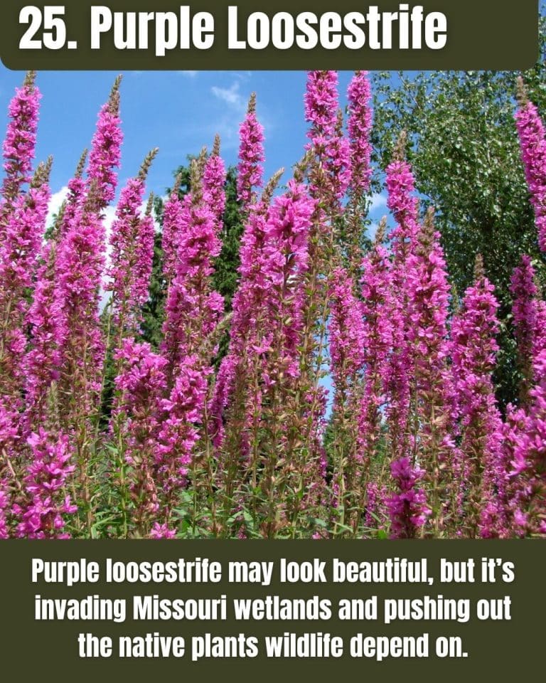 The Top 25 Most Problematic Invasive Species in Missouri - GFL Outdoors