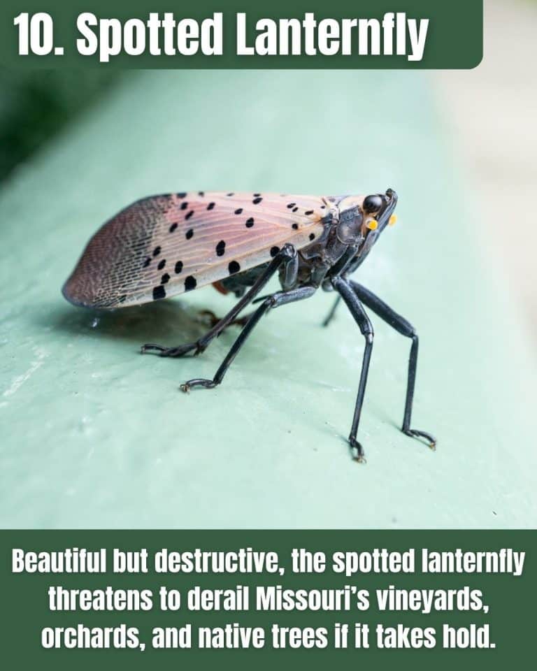 The Top 25 Most Problematic Invasive Species in Missouri – GFL Outdoors