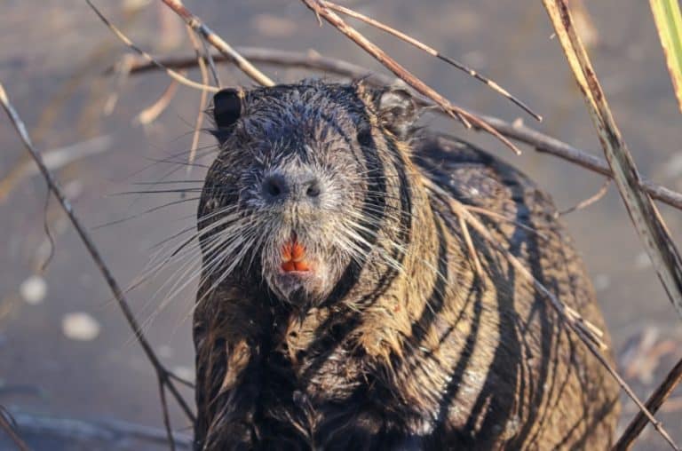 Texas’ 25 Most Problematic Invasive Species – GFL Outdoors