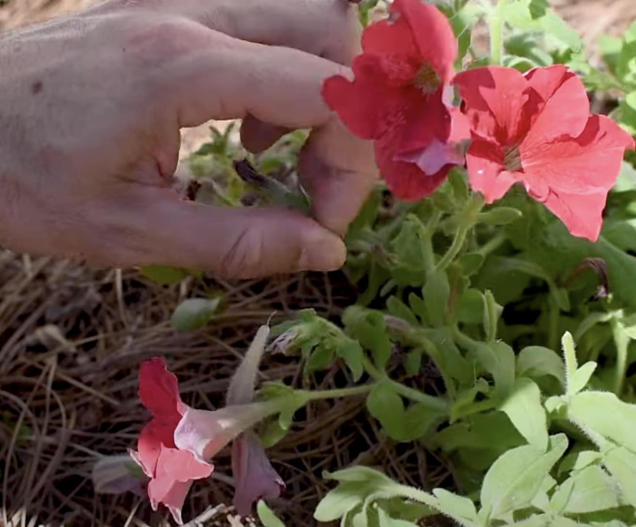 Gardening 101: Flowers That Love Deadheading - GFL Outdoors