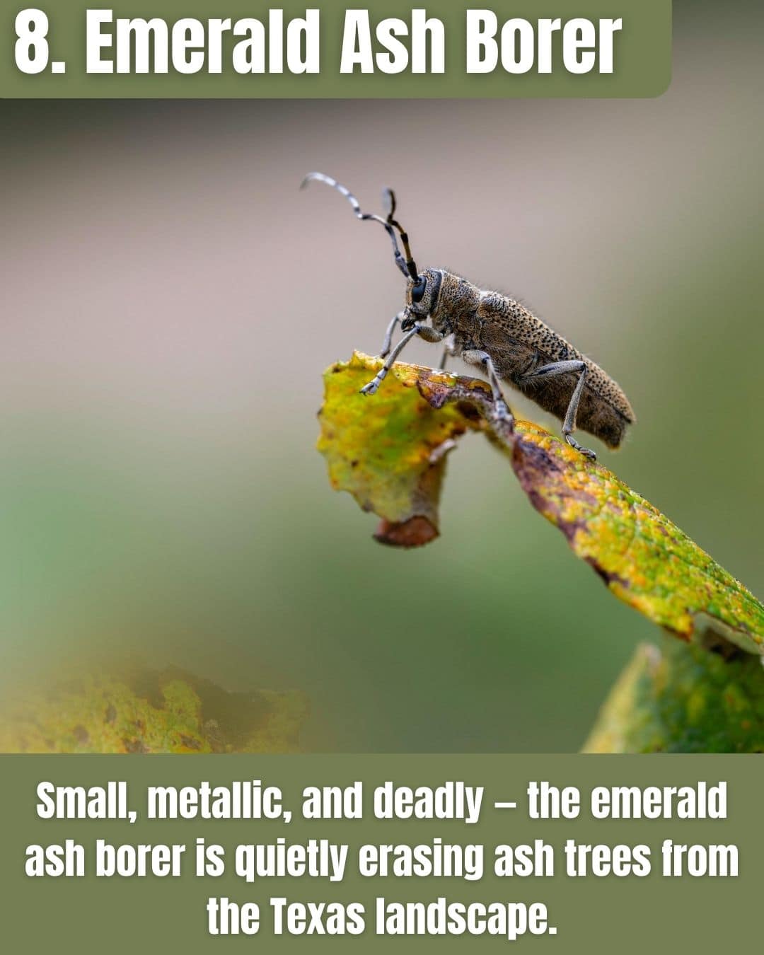 Texas’ 25 Most Problematic Invasive Species – GFL Outdoors