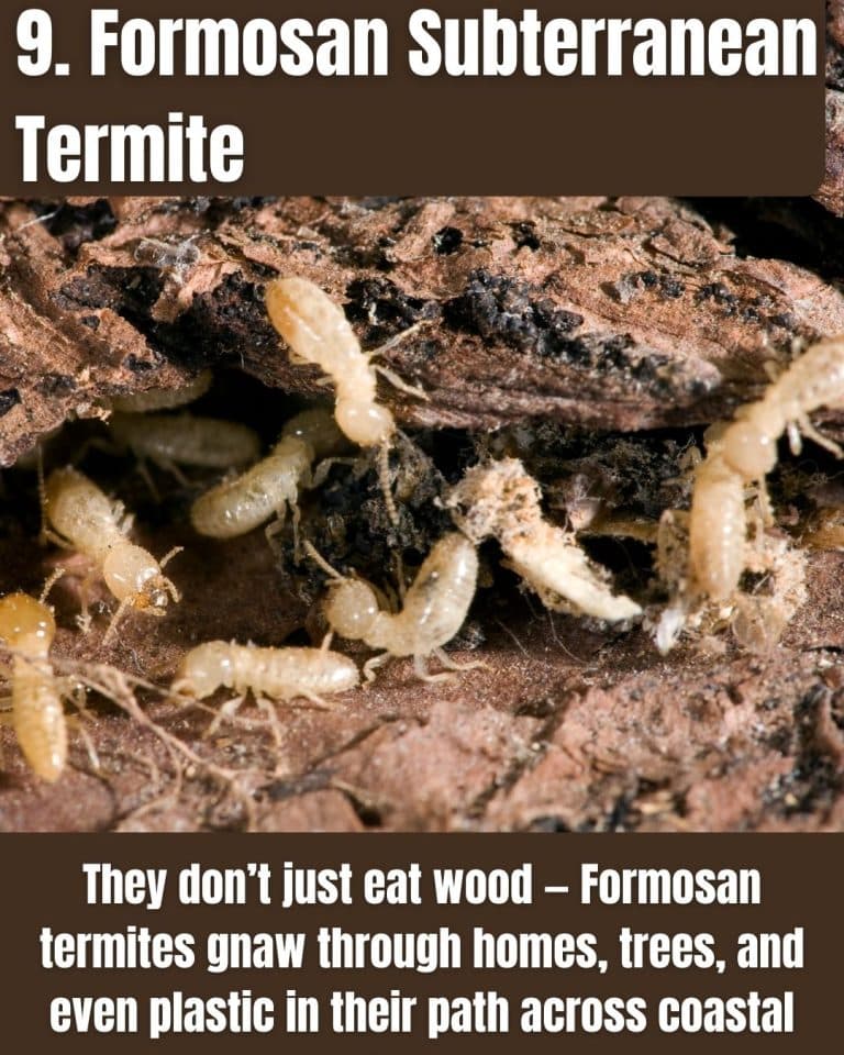 Texas’ 25 Most Problematic Invasive Species – GFL Outdoors