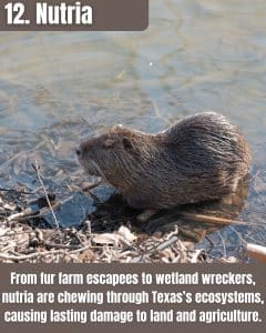 Texas’ 25 Most Problematic Invasive Species – GFL Outdoors