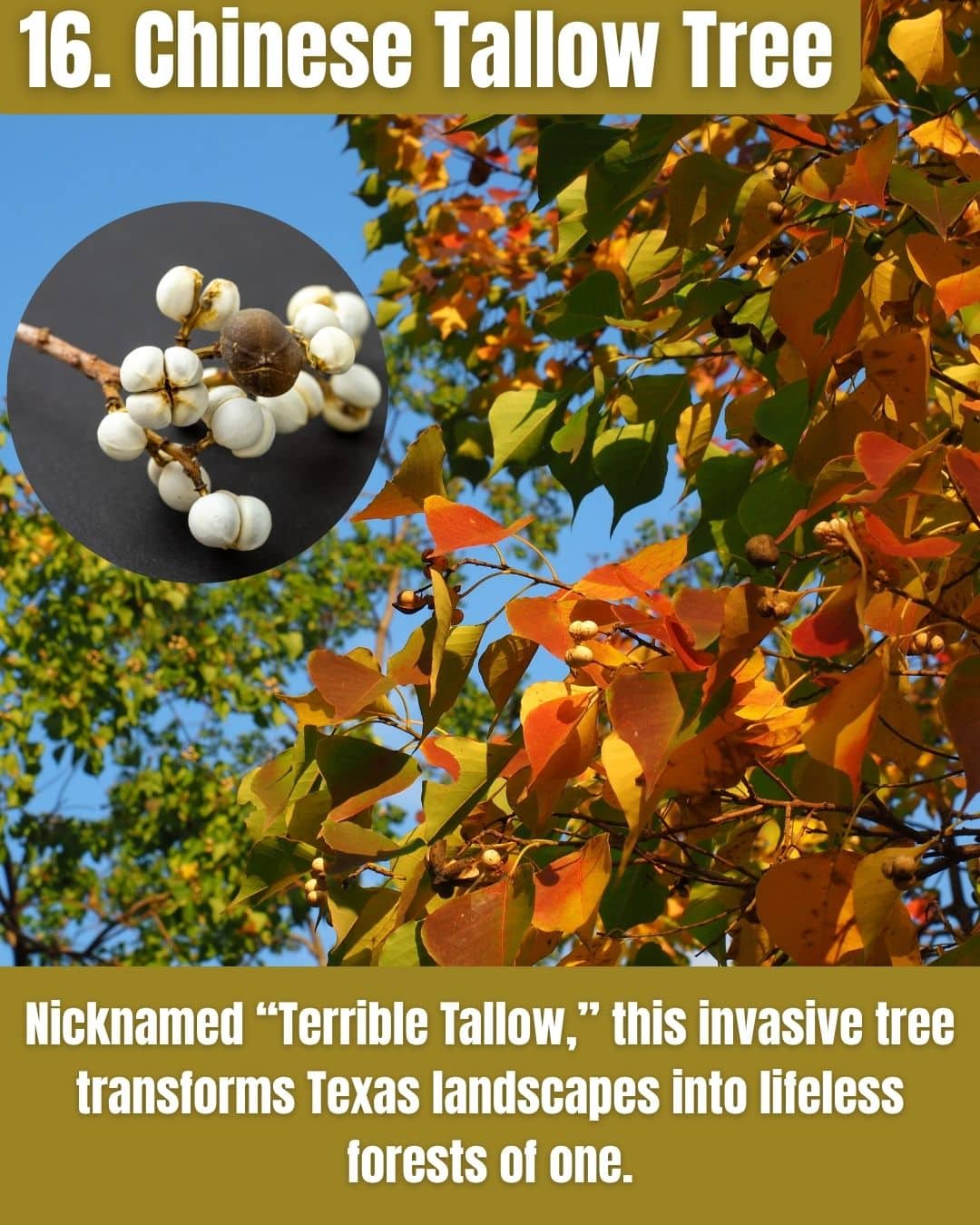 Texas’ 25 Most Problematic Invasive Species – GFL Outdoors