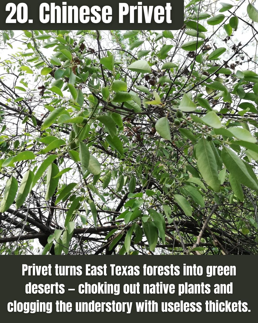 Texas’ 25 Most Problematic Invasive Species – GFL Outdoors