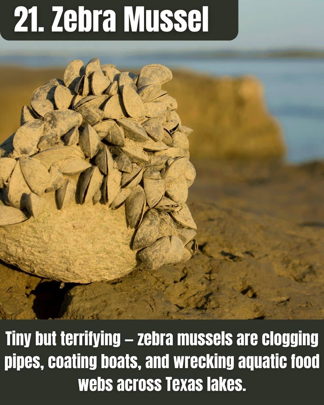 Texas’ 25 Most Problematic Invasive Species – GFL Outdoors
