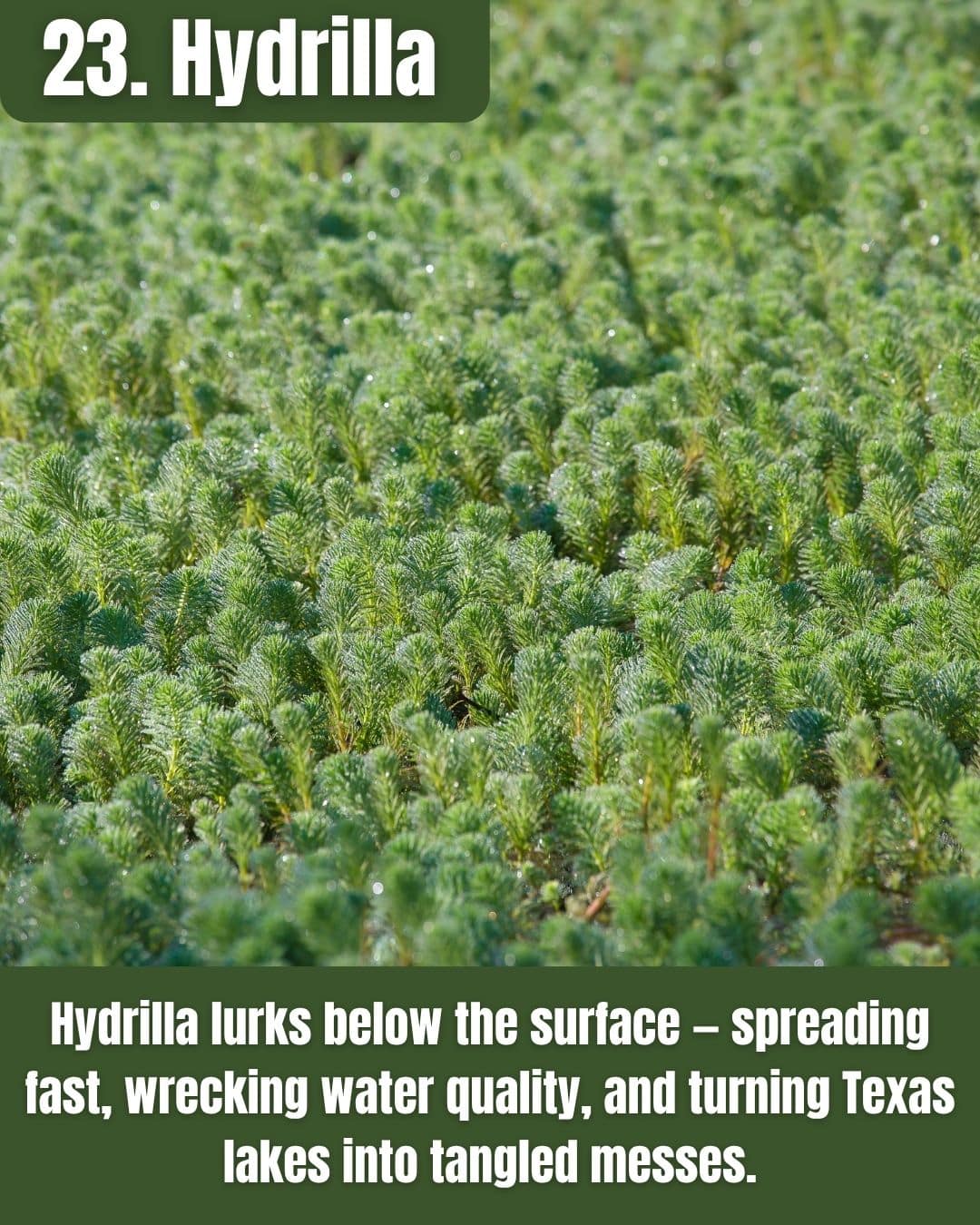 Texas’ 25 Most Problematic Invasive Species – GFL Outdoors