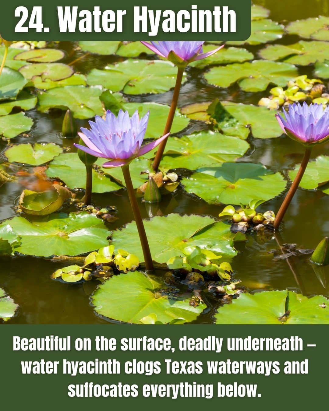 Texas’ 25 Most Problematic Invasive Species – GFL Outdoors