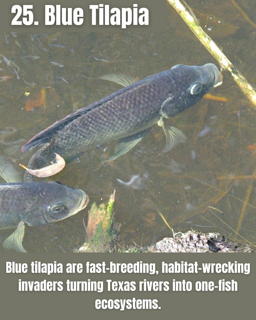 Texas’ 25 Most Problematic Invasive Species – GFL Outdoors