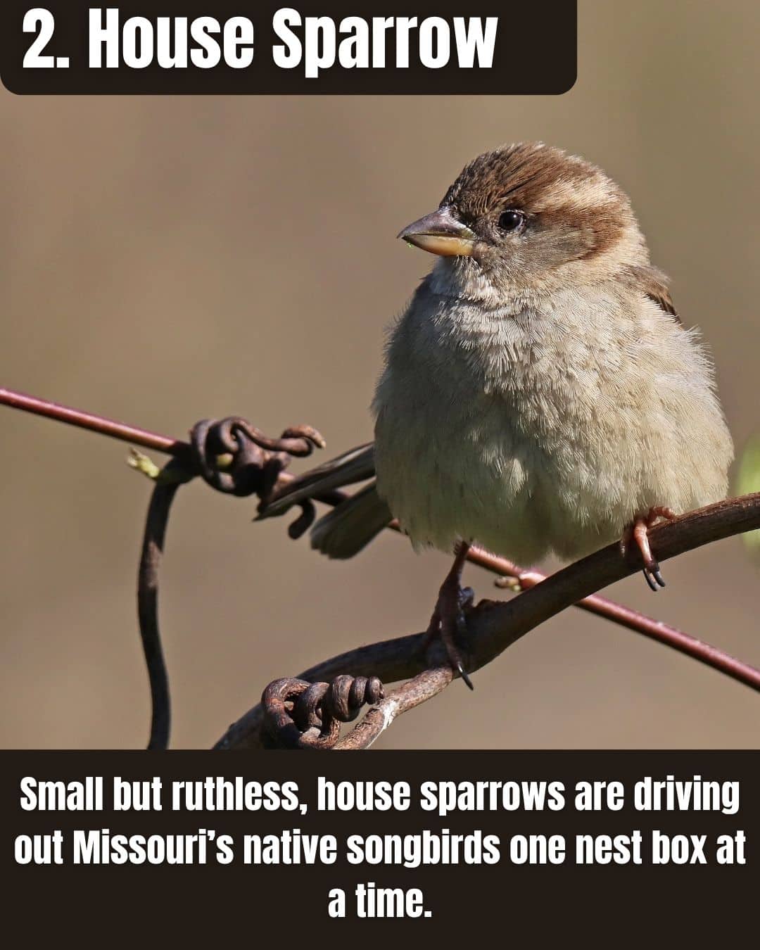 The Top 25 Most Problematic Invasive Species in Missouri – GFL Outdoors