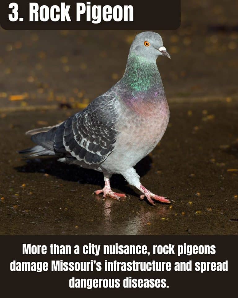 The Top 25 Most Problematic Invasive Species in Missouri – GFL Outdoors