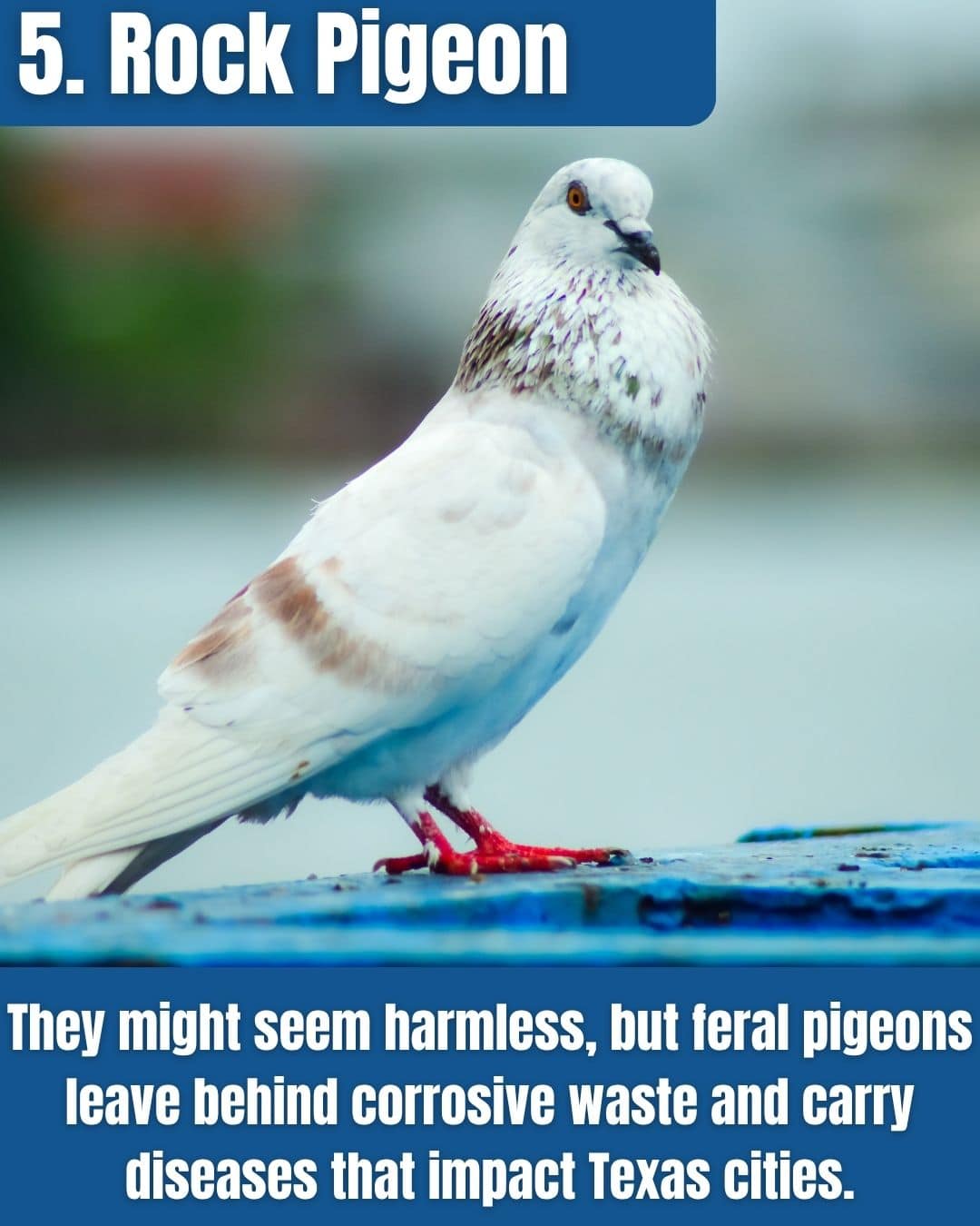 Texas’ 25 Most Problematic Invasive Species – GFL Outdoors