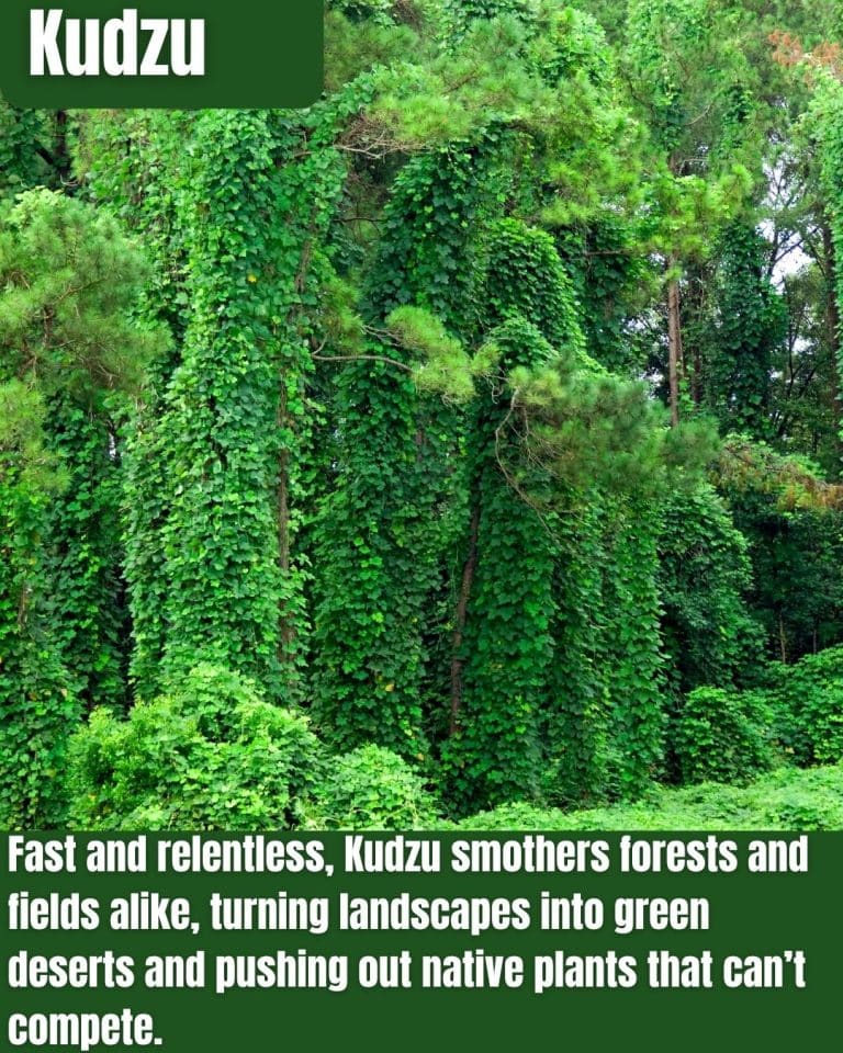 Watch Out, Georgia! These 25 Invasive Species Are Taking Over—And They ...