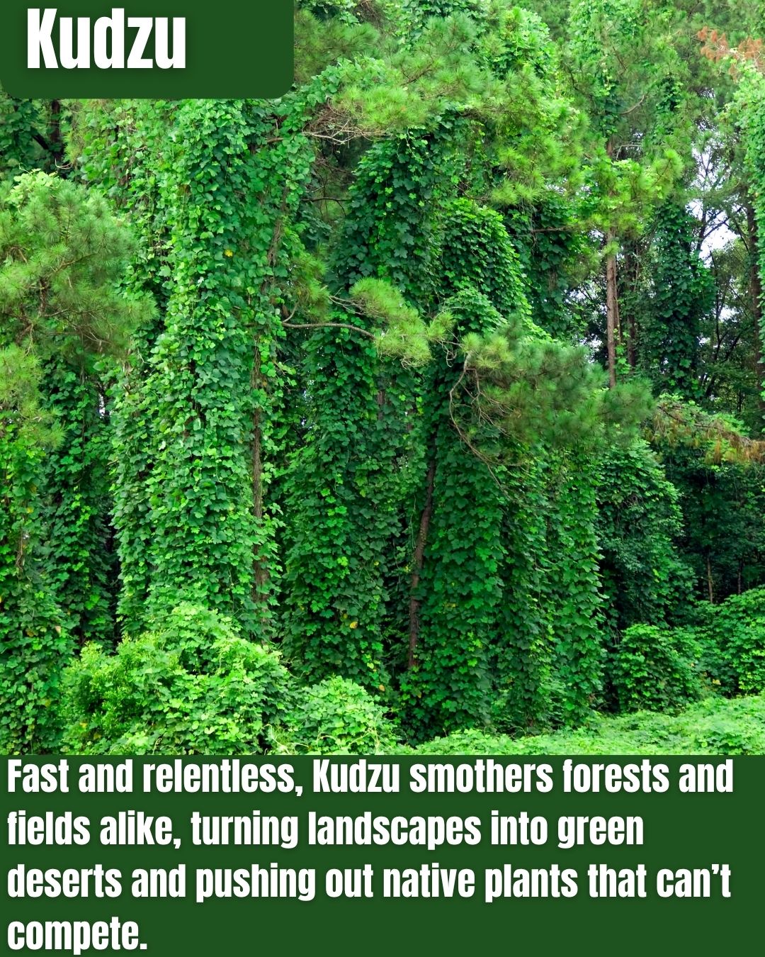 Watch Out, Georgia! These 25 Invasive Species Are Taking Over—And They ...