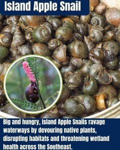 Watch Out, Georgia! These 25 Invasive Species Are Taking Over—And They ...