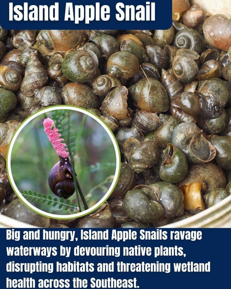 Watch Out, Georgia! These 25 Invasive Species Are Taking Over—And They ...