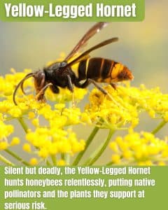 Watch Out, Georgia! These 25 Invasive Species Are Taking Over—And They ...