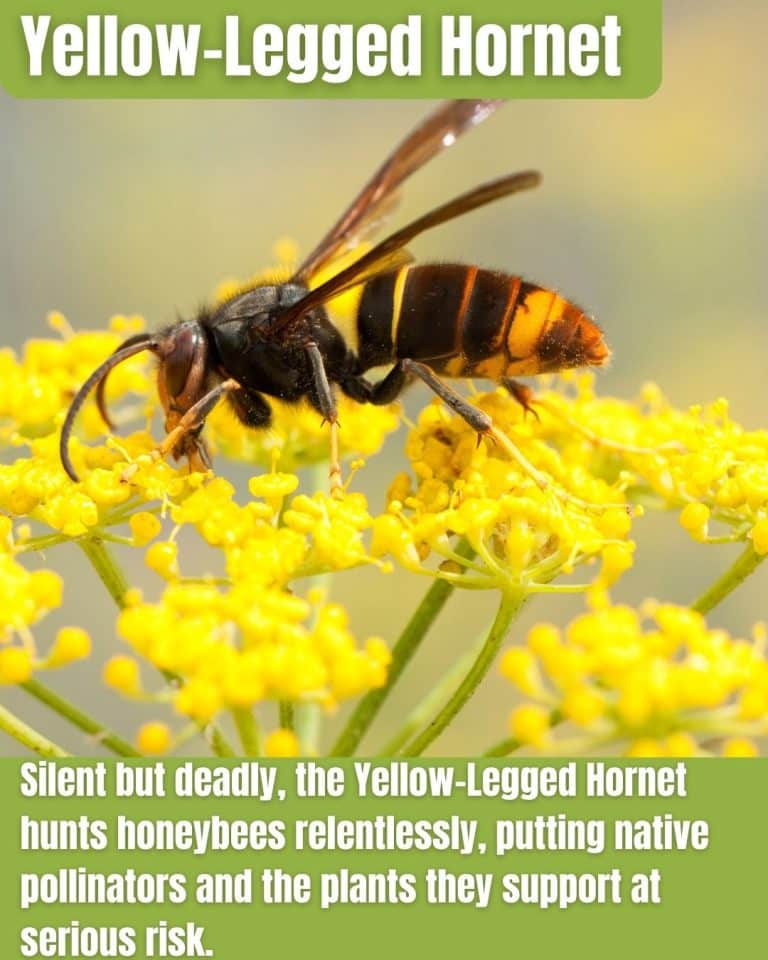 Watch Out, Georgia! These 25 Invasive Species Are Taking Over—And They ...