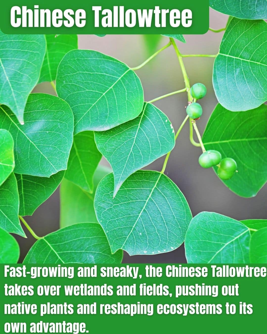 Watch Out, Georgia! These 25 Invasive Species Are Taking Over—And They ...