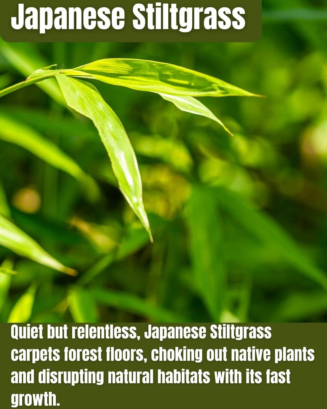 Watch Out, Georgia! These 25 Invasive Species Are Taking Over—And They ...