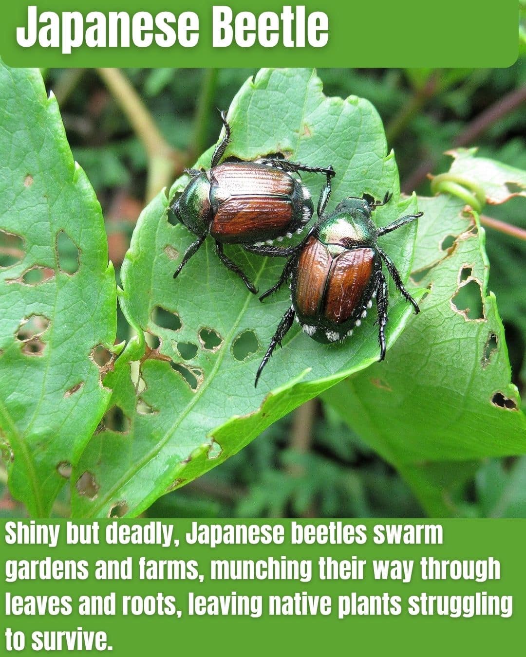 Watch Out, Georgia! These 25 Invasive Species Are Taking Over—And They ...