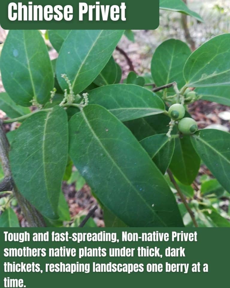 Watch Out, Georgia! These 25 Invasive Species Are Taking Over—And They ...