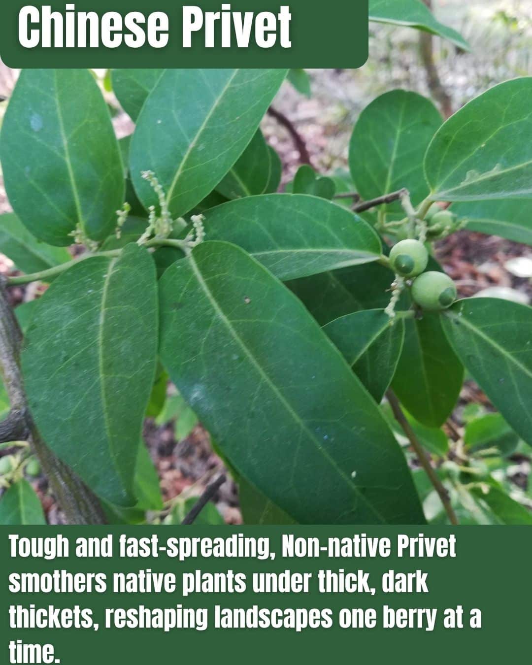 Watch Out, Georgia! These 25 Invasive Species Are Taking Over—And They ...