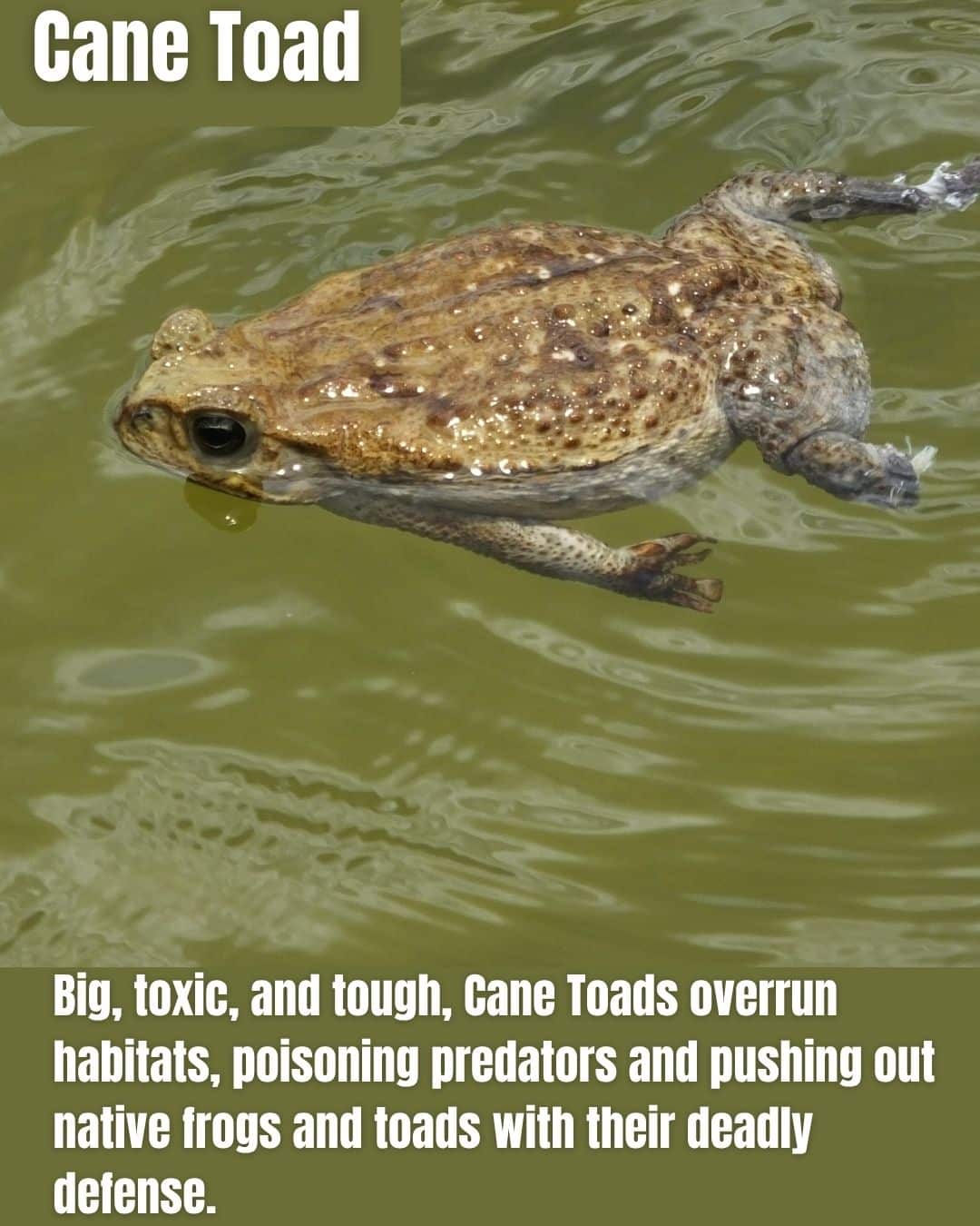 Watch Out, Georgia! These 25 Invasive Species Are Taking Over—And They ...