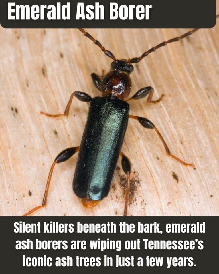 Watch Out, Georgia! These 25 Invasive Species Are Taking Over—And They ...