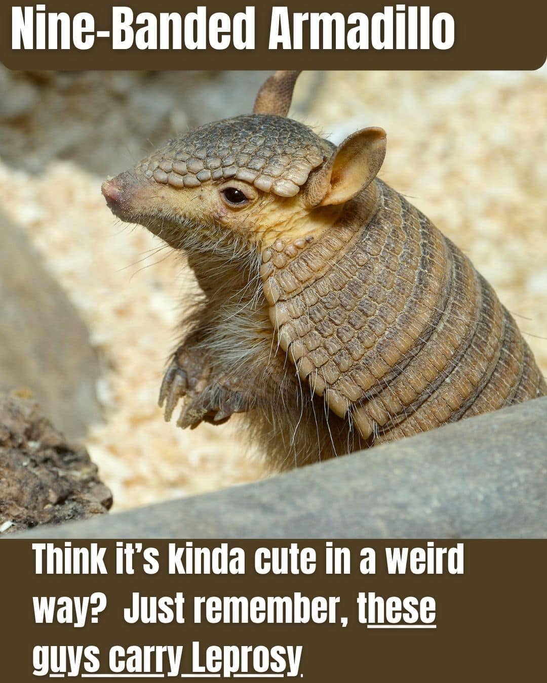 Watch Out, Georgia! These 25 Invasive Species Are Taking Over—And They ...