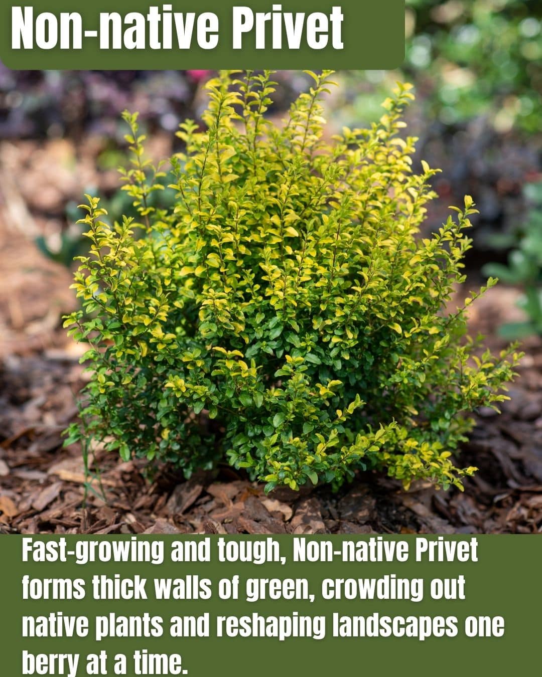 Watch Out, Georgia! These 25 Invasive Species Are Taking Over—And They ...