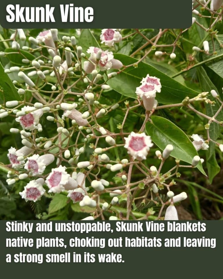 Watch Out, Georgia! These 25 Invasive Species Are Taking Over—And They ...