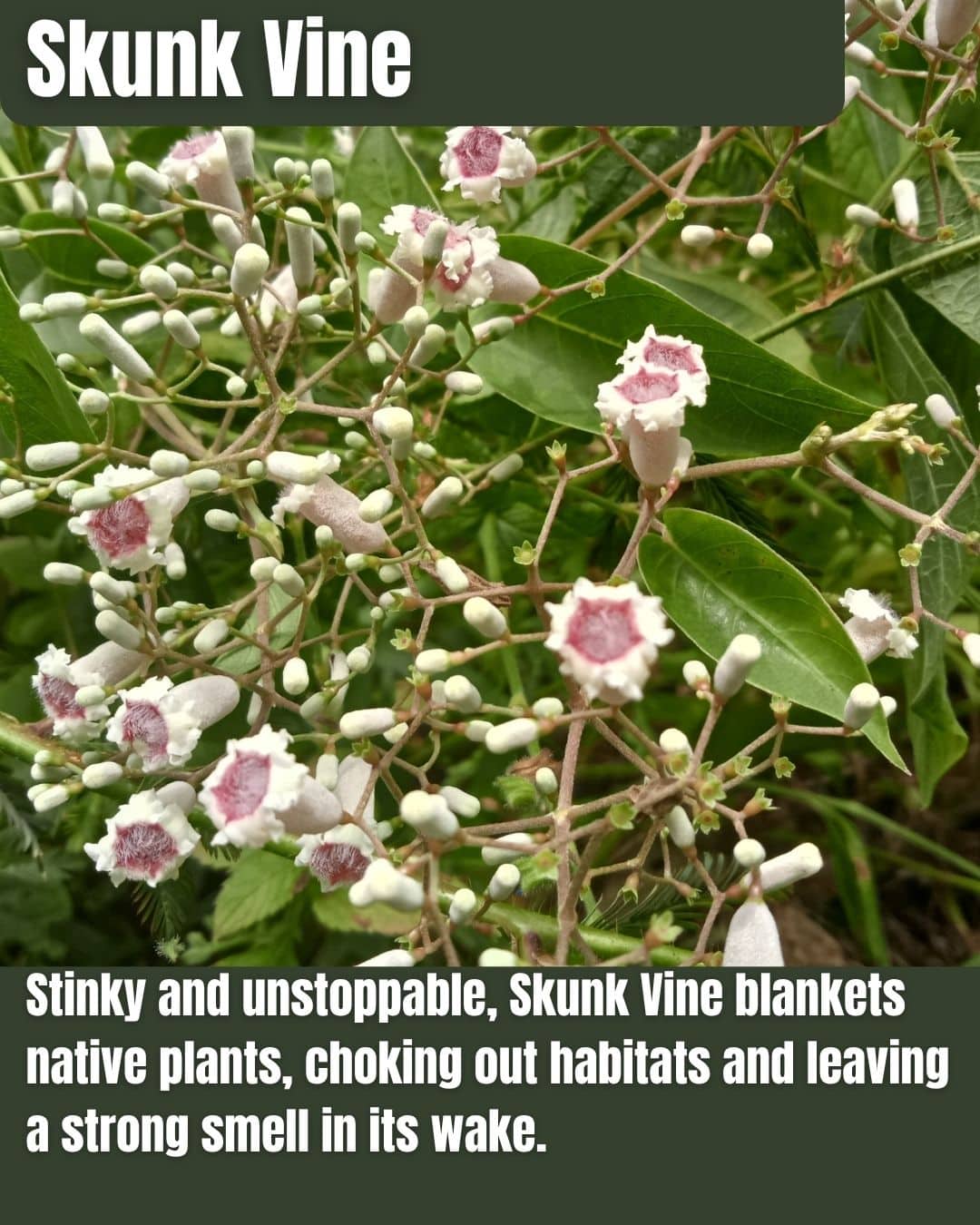 Watch Out, Georgia! These 25 Invasive Species Are Taking Over—And They ...