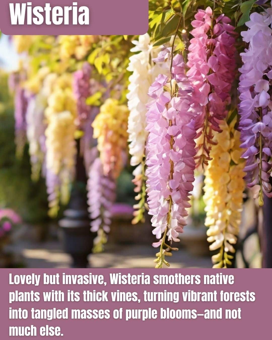 Watch Out, Georgia! These 25 Invasive Species Are Taking Over—And They ...